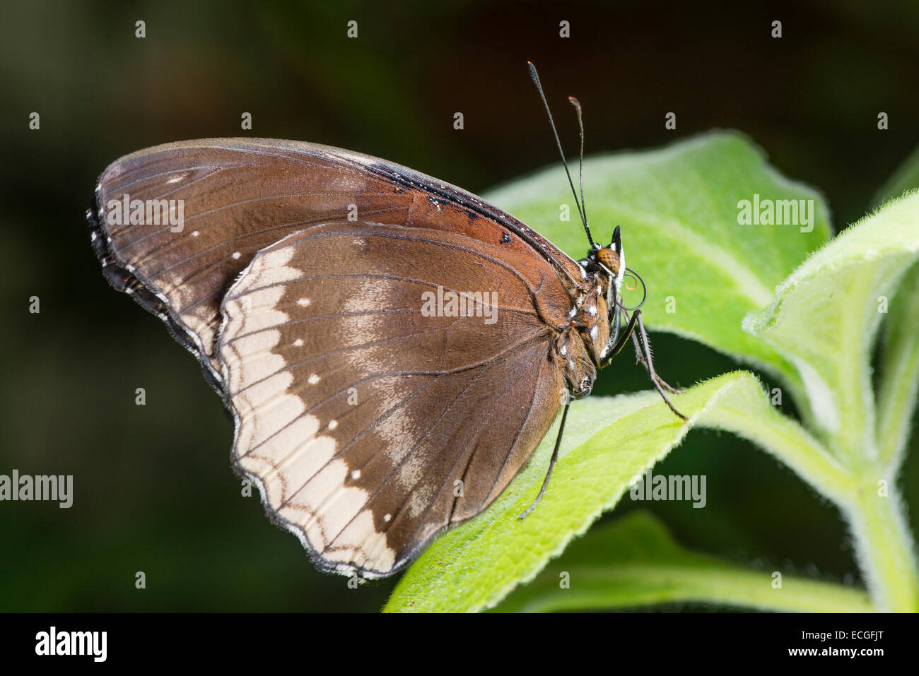 Common Eggfly Butterfly High Resolution Stock Photography and Images ...
