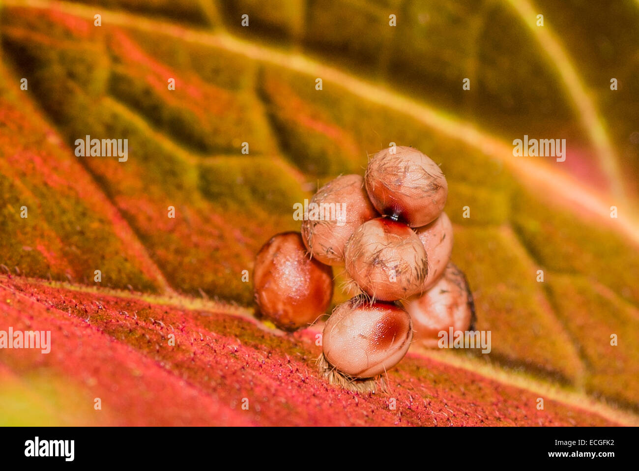Moth eggs hi-res stock photography and images - Alamy