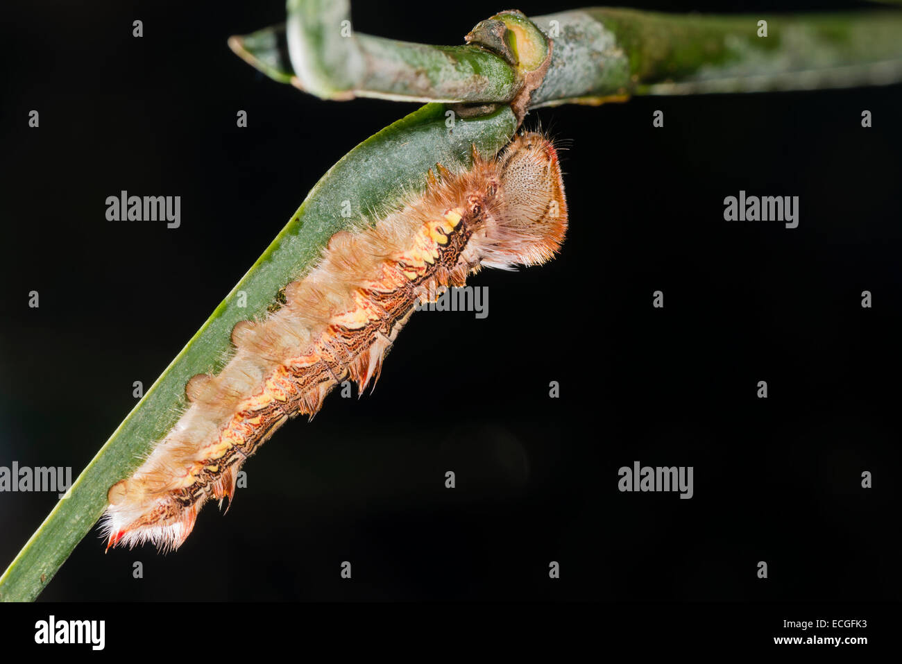 A mature caterpillar of the Blue Morpho butterfly Stock Photo - Alamy