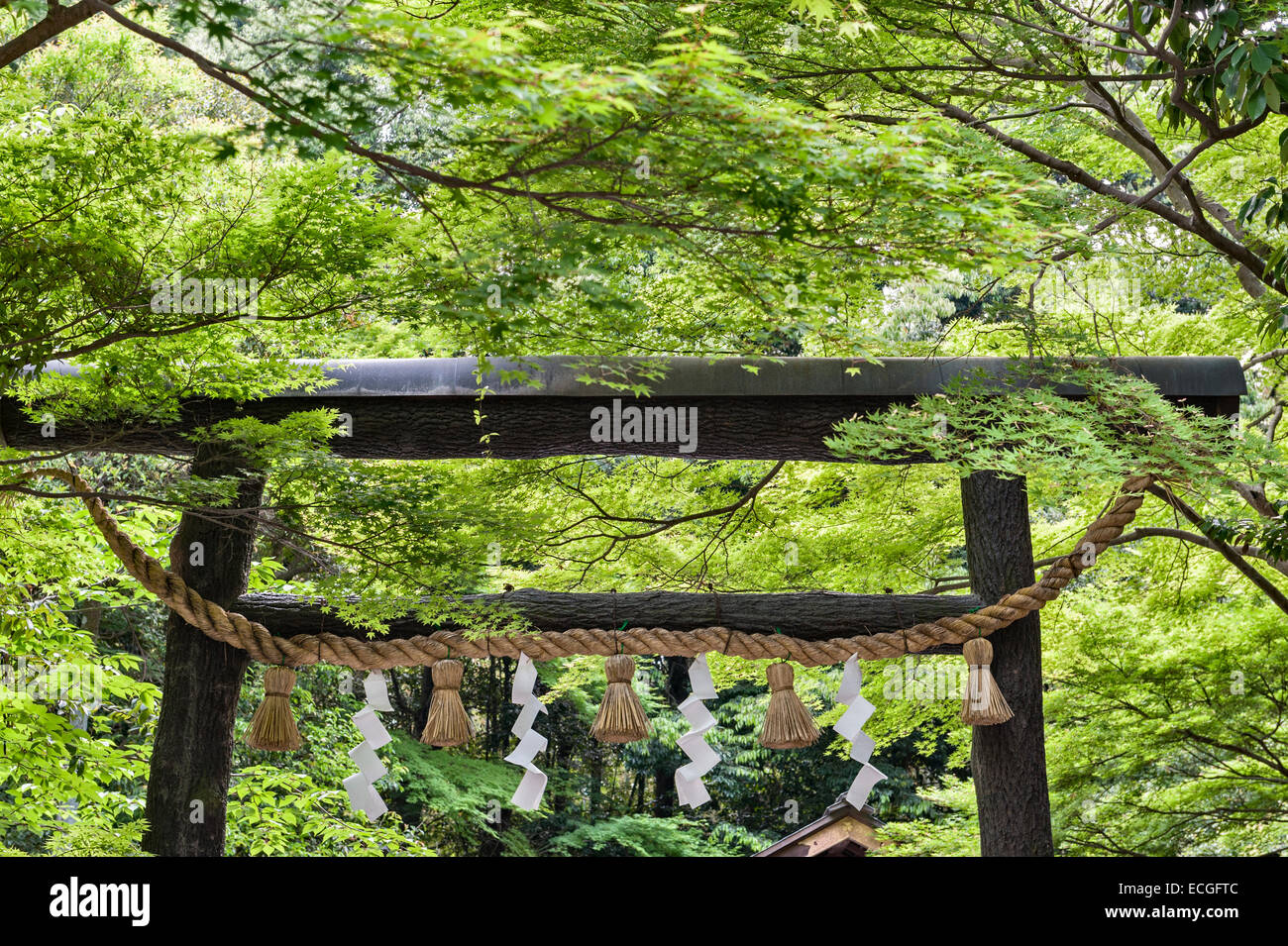 Shinto shrine shimenawa hi-res stock photography and images - Alamy