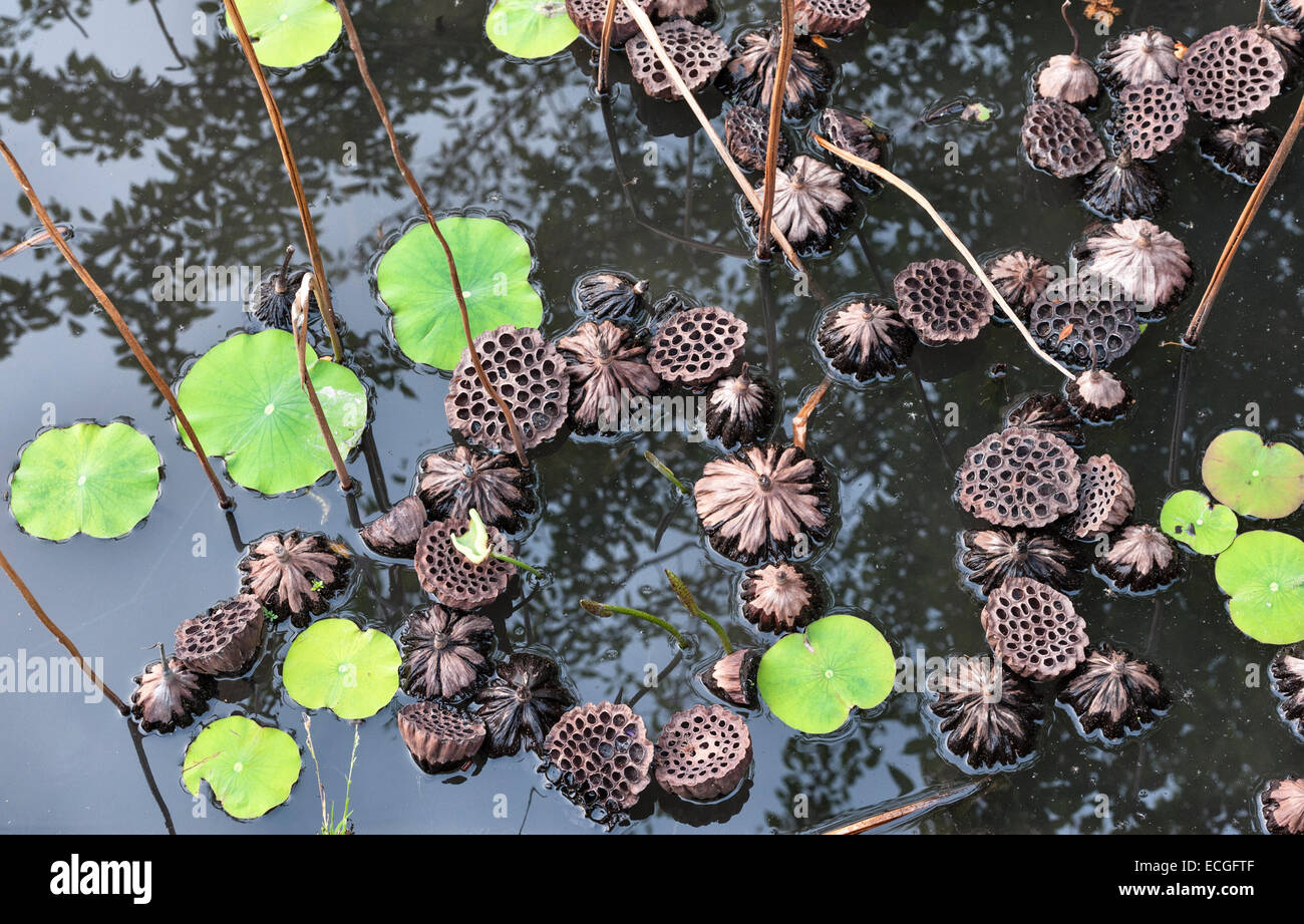 Kyoto, Japan. Lotus (Nelumbo nucifera) seed heads floating on a pond in ...