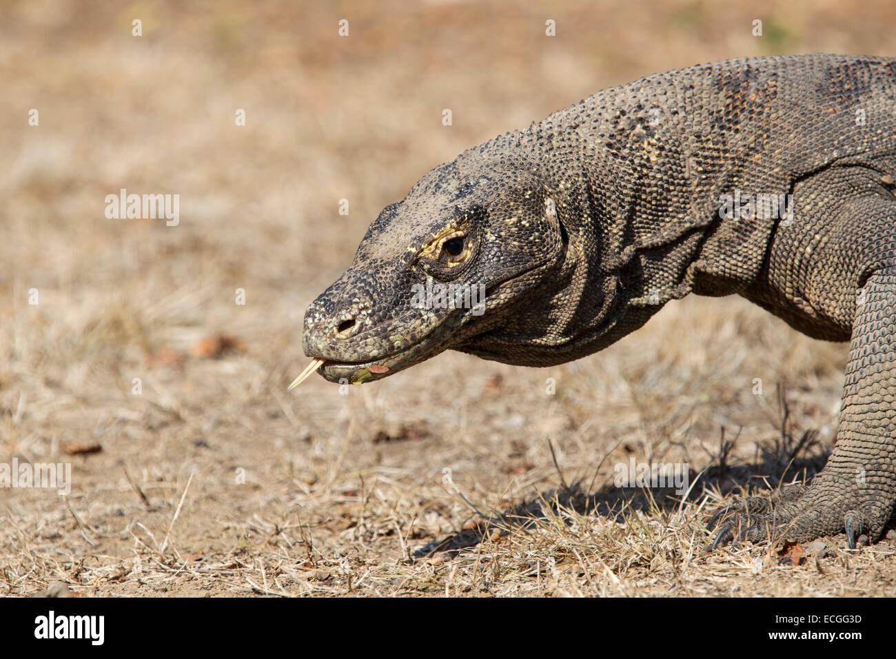 Komodo dragon poison High Resolution Stock Photography and Images - Alamy
