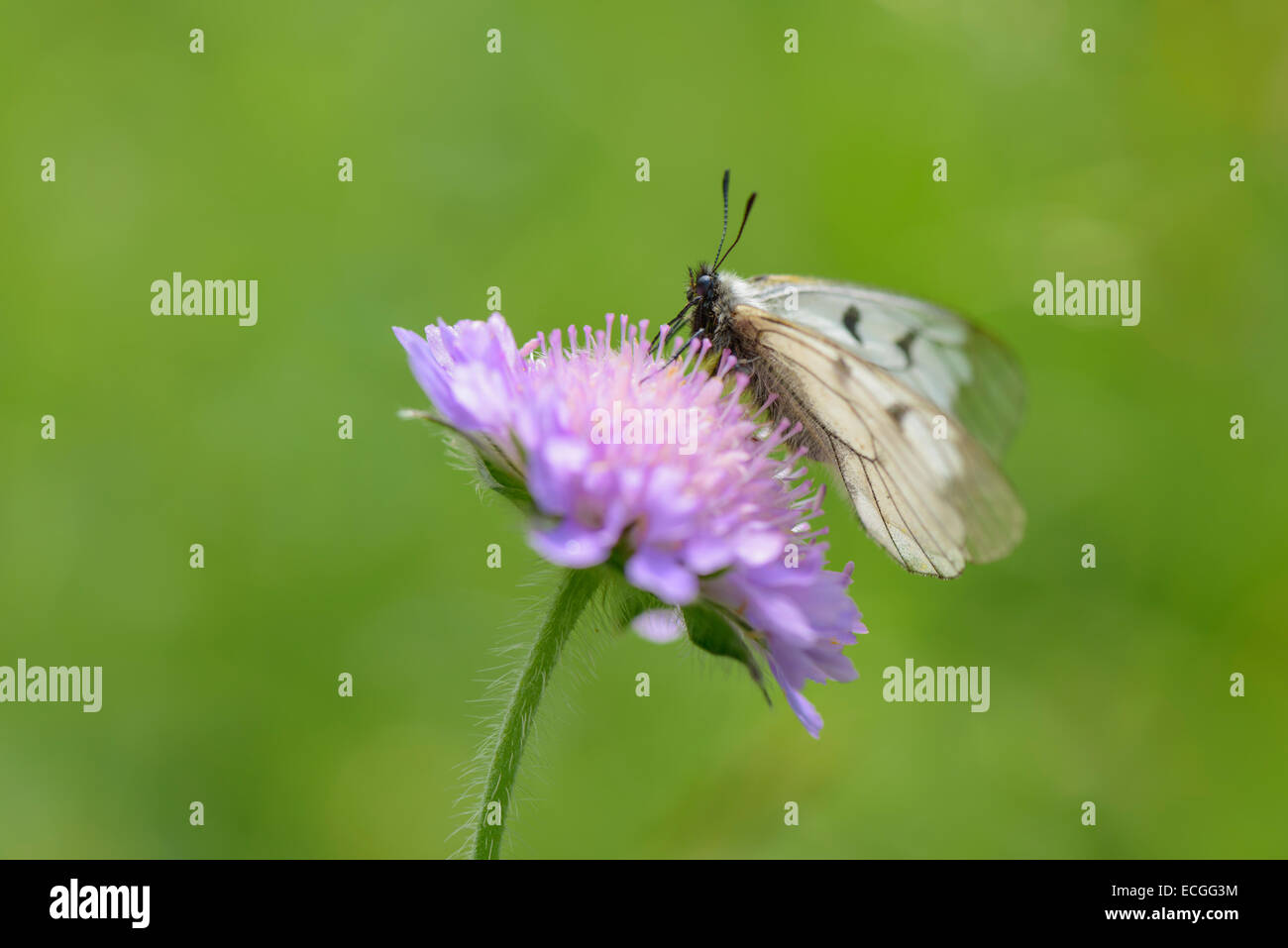 Maennlicher Schwarzer Apollo, Parnassius mnemosyne ssp. hassicus , Male ...