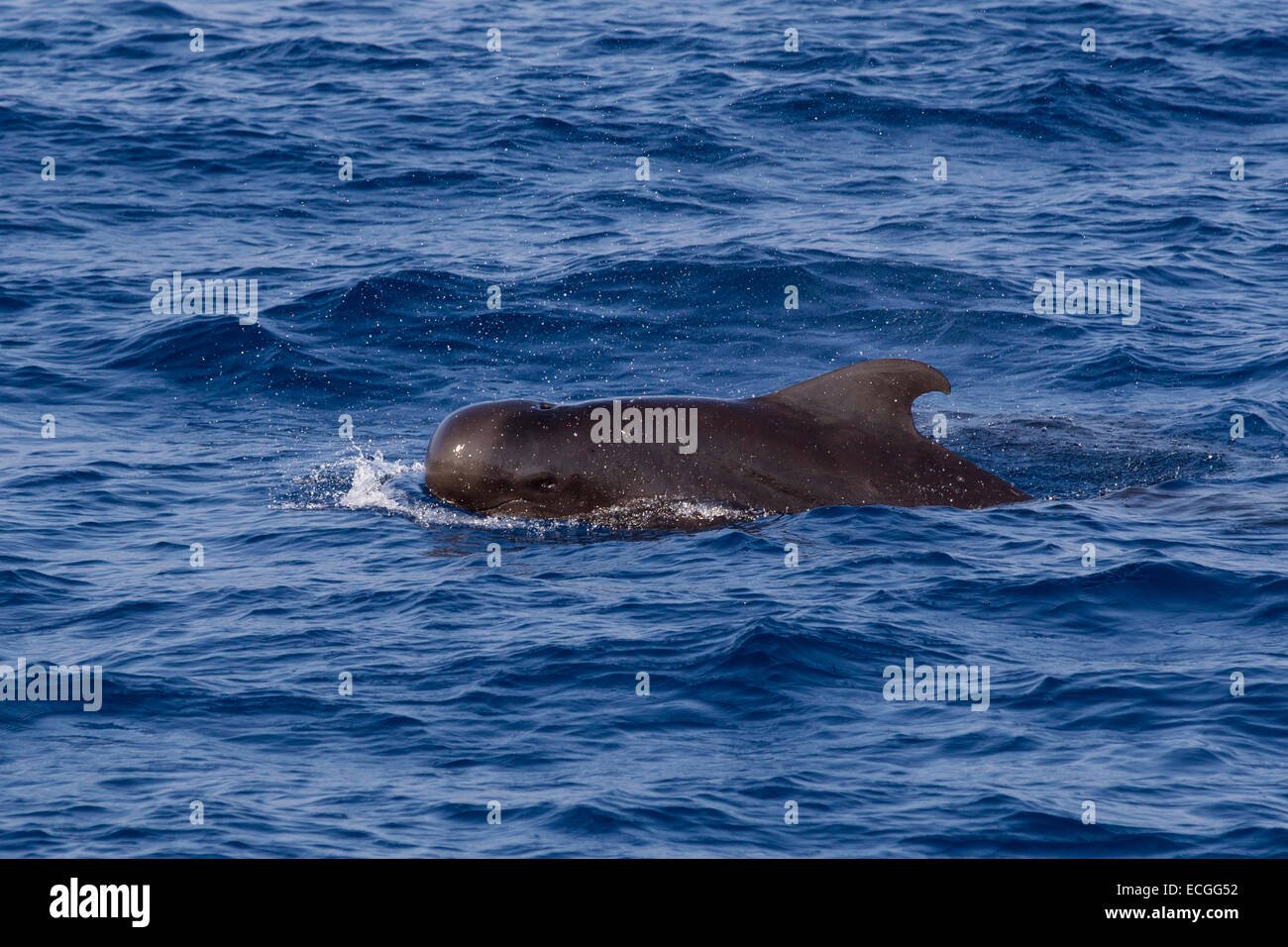 Short-finned Pilotwhale, Indischer Grindwal, Globicephala macrorhynchus ...