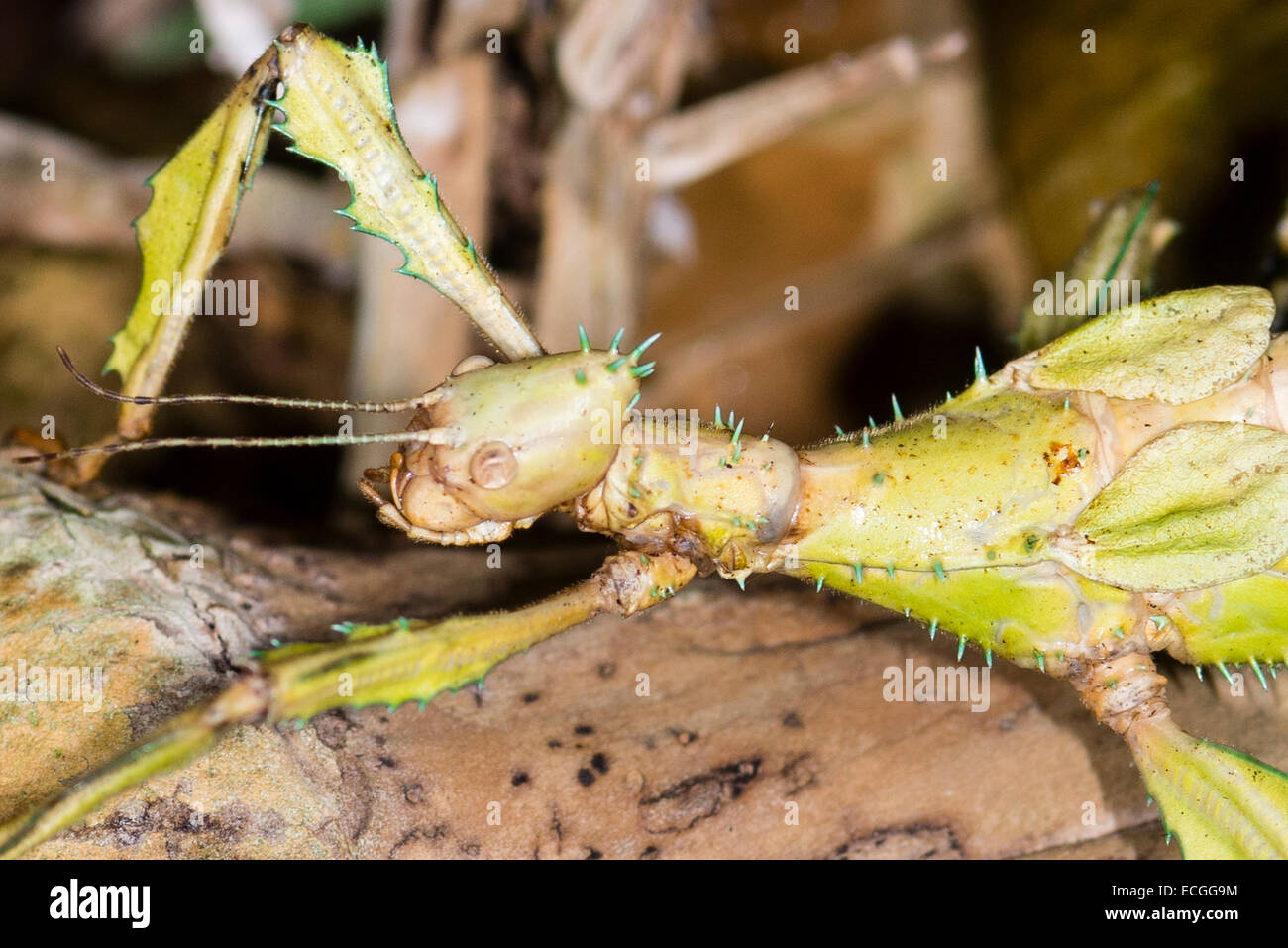 Australian giant prickly stick insect hi-res stock photography and ...