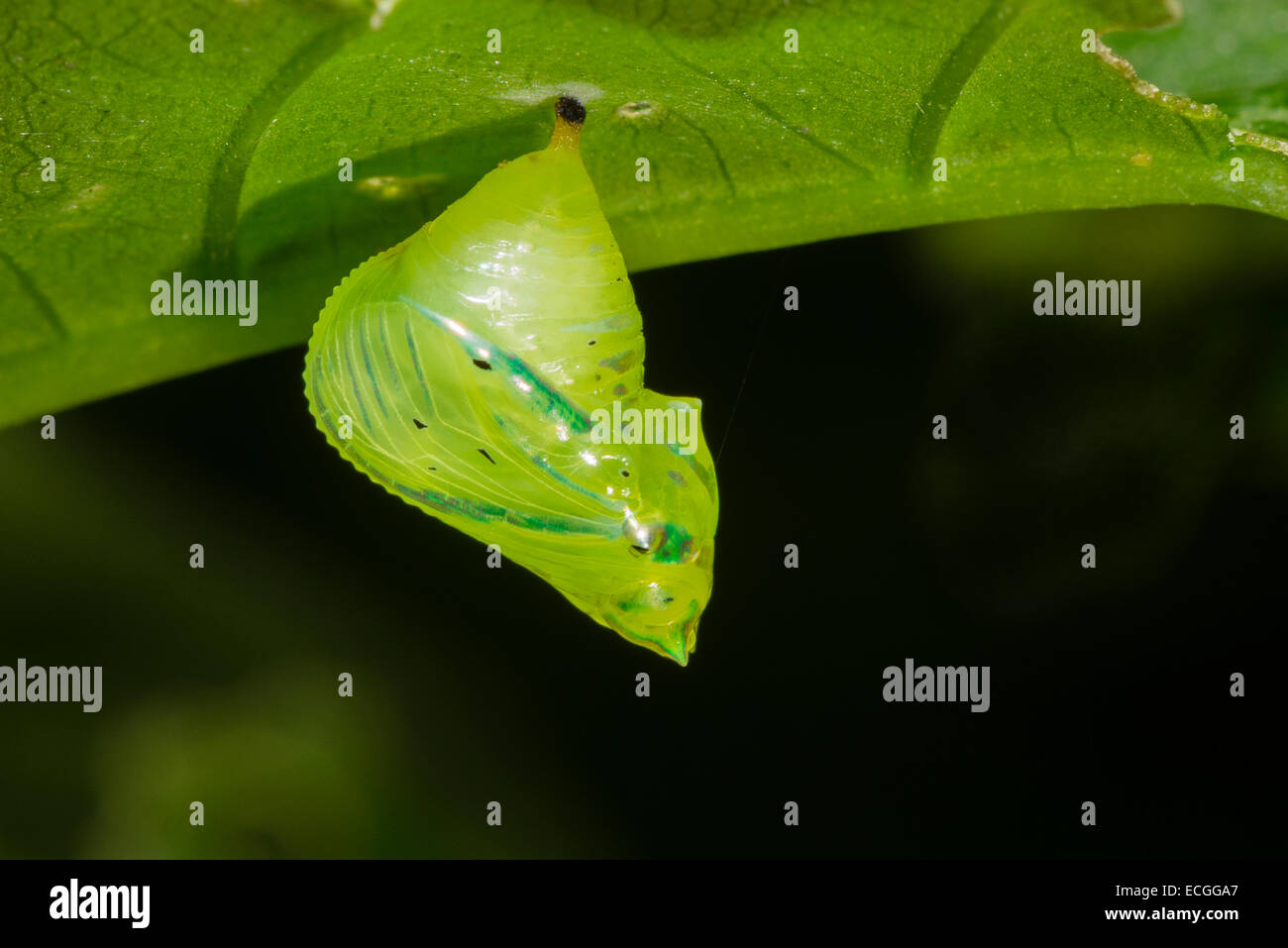 Clearwing butterfly hi-res stock photography and images - Alamy