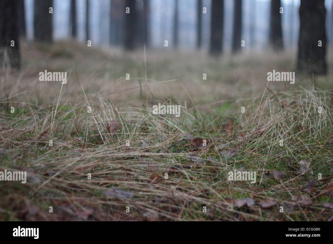 Pine litter hi-res stock photography and images - Alamy