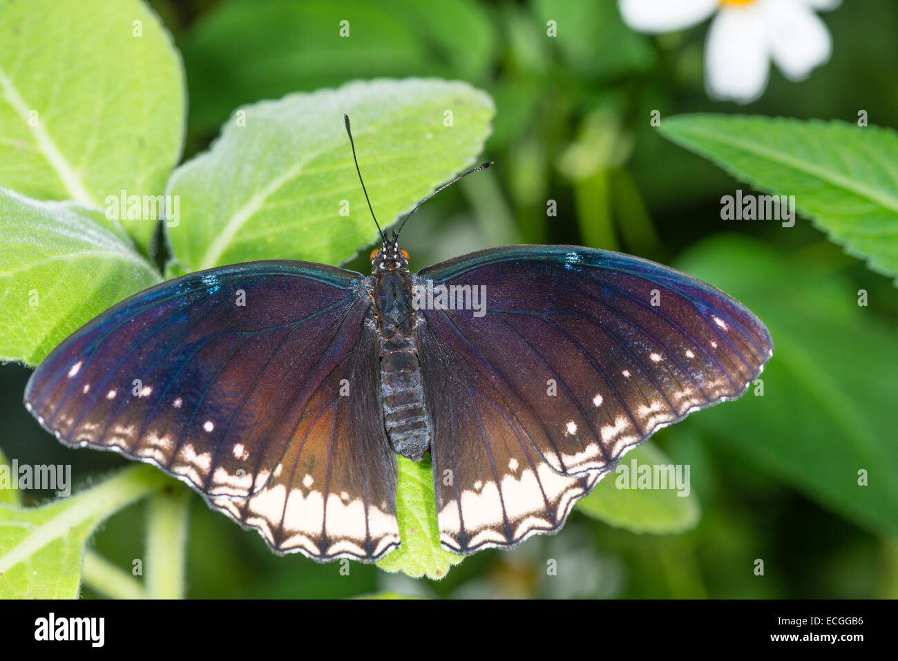 A female Common Eggfly butterfly Stock Photo - Alamy