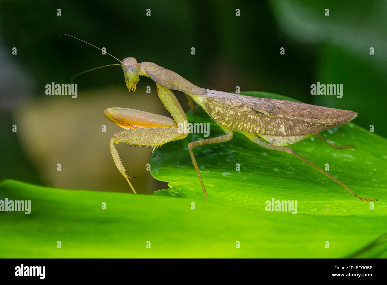 Madagascar praying mantis hi-res stock photography and images - Alamy