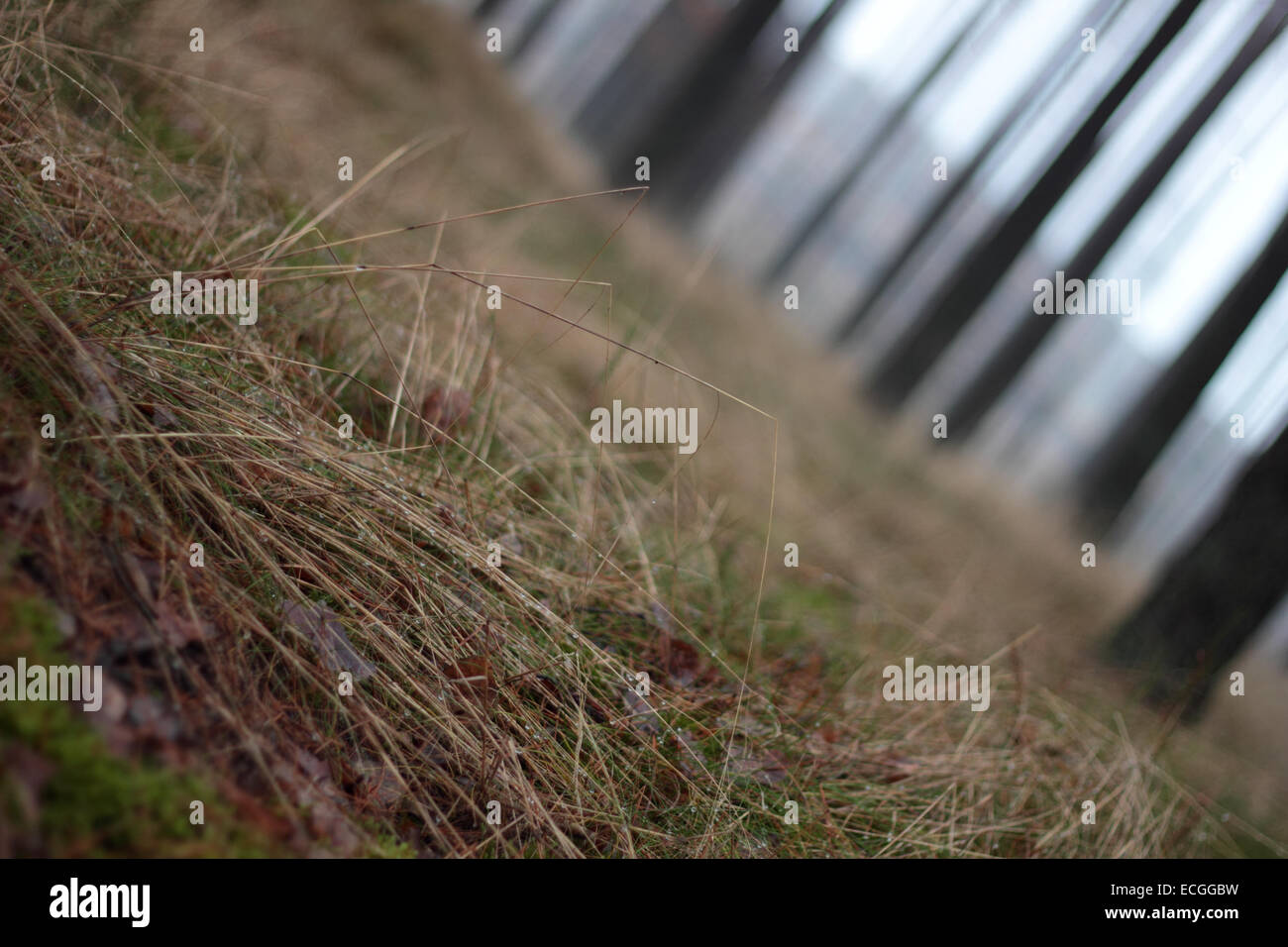 Pine litter hi-res stock photography and images - Alamy