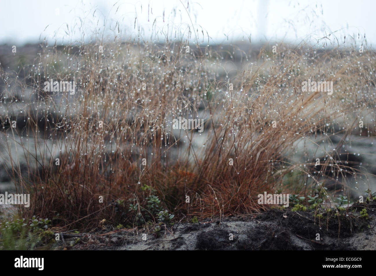 Closeup of clump of grass covered with rain drops Stock Photo - Alamy
