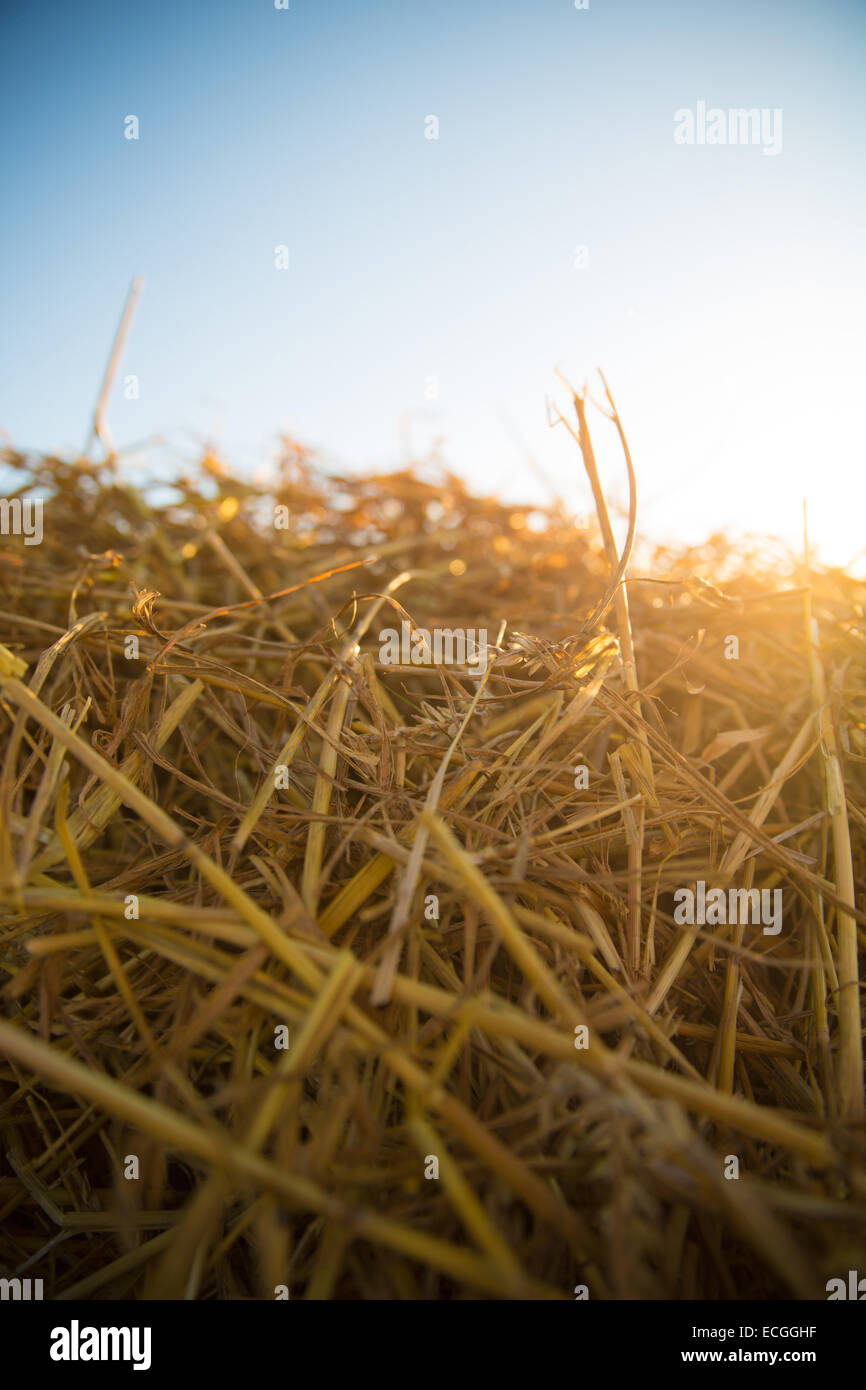 A bunch of Hay illuminated by a sunset Stock Photo - Alamy