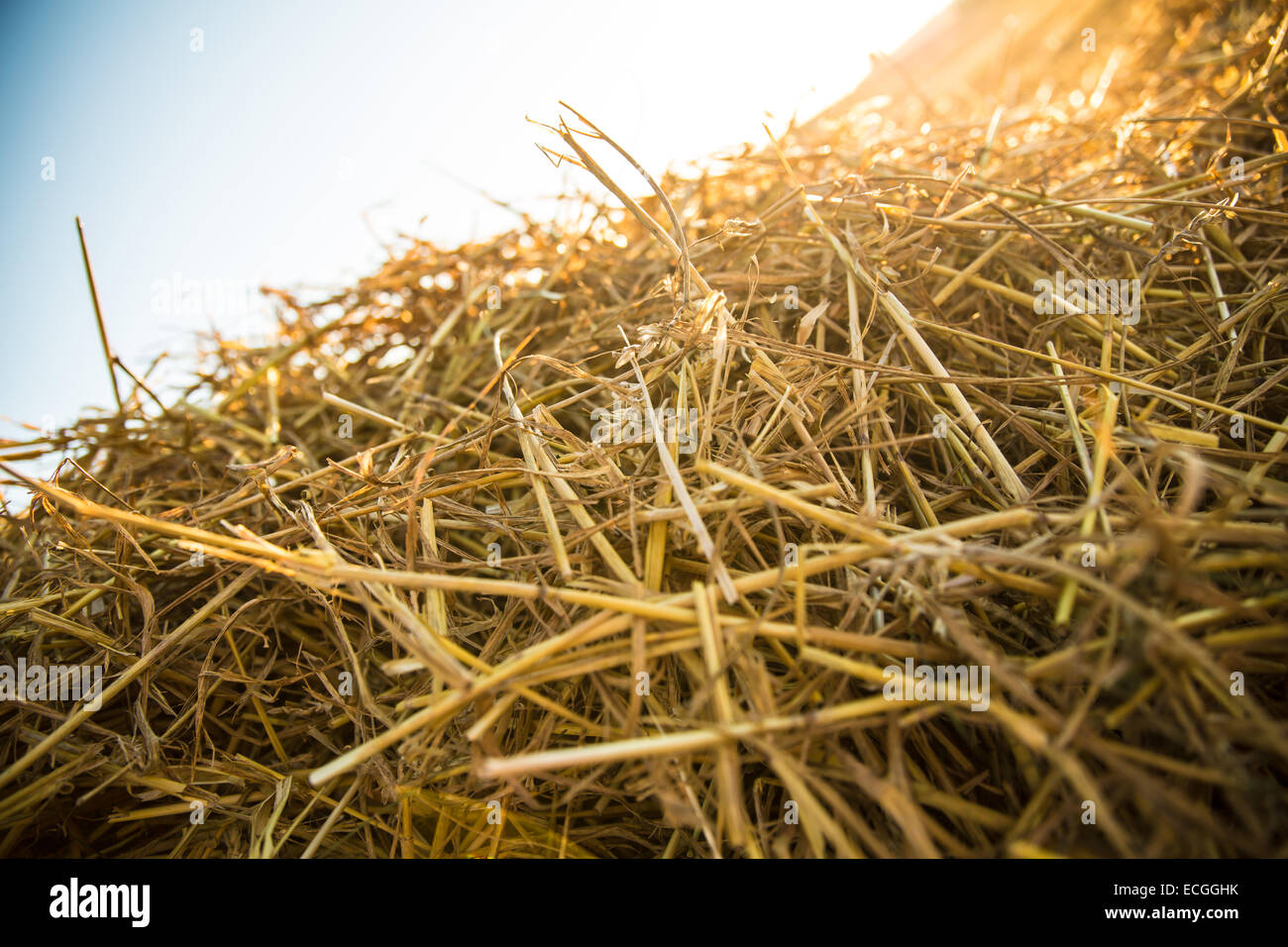 A bunch of Hay illuminated by a sunset Stock Photo - Alamy