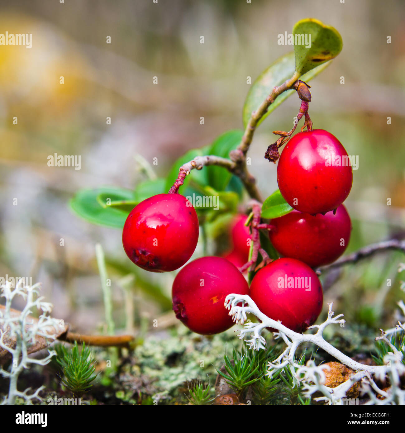 Red berries of a cowberry on bushes, a close up Stock Photo - Alamy