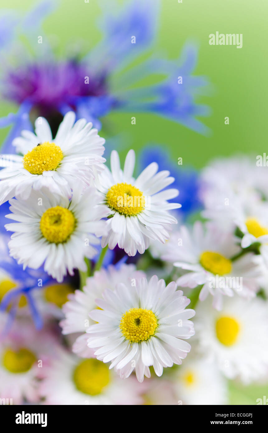 Beautiful bouquet of daisies hi-res stock photography and images - Alamy