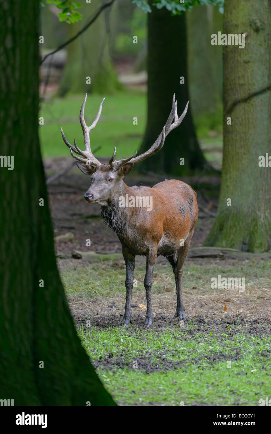 Rothirsch, Cervus elaphus, Red Deer Stock Photo - Alamy