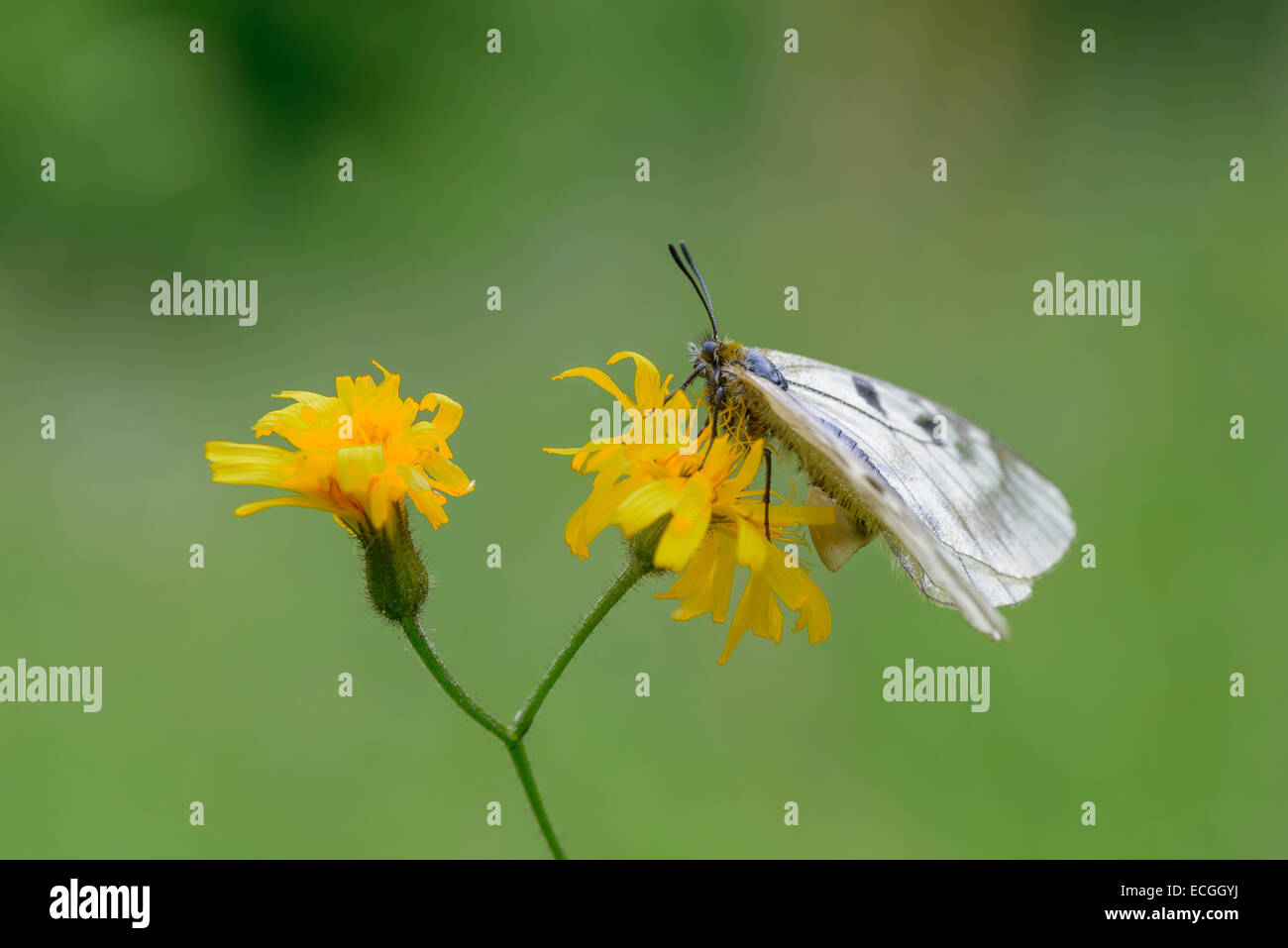 Weiblicher Schwarzer Apollo, Parnassius mnemosyne ssp. hassicus ...
