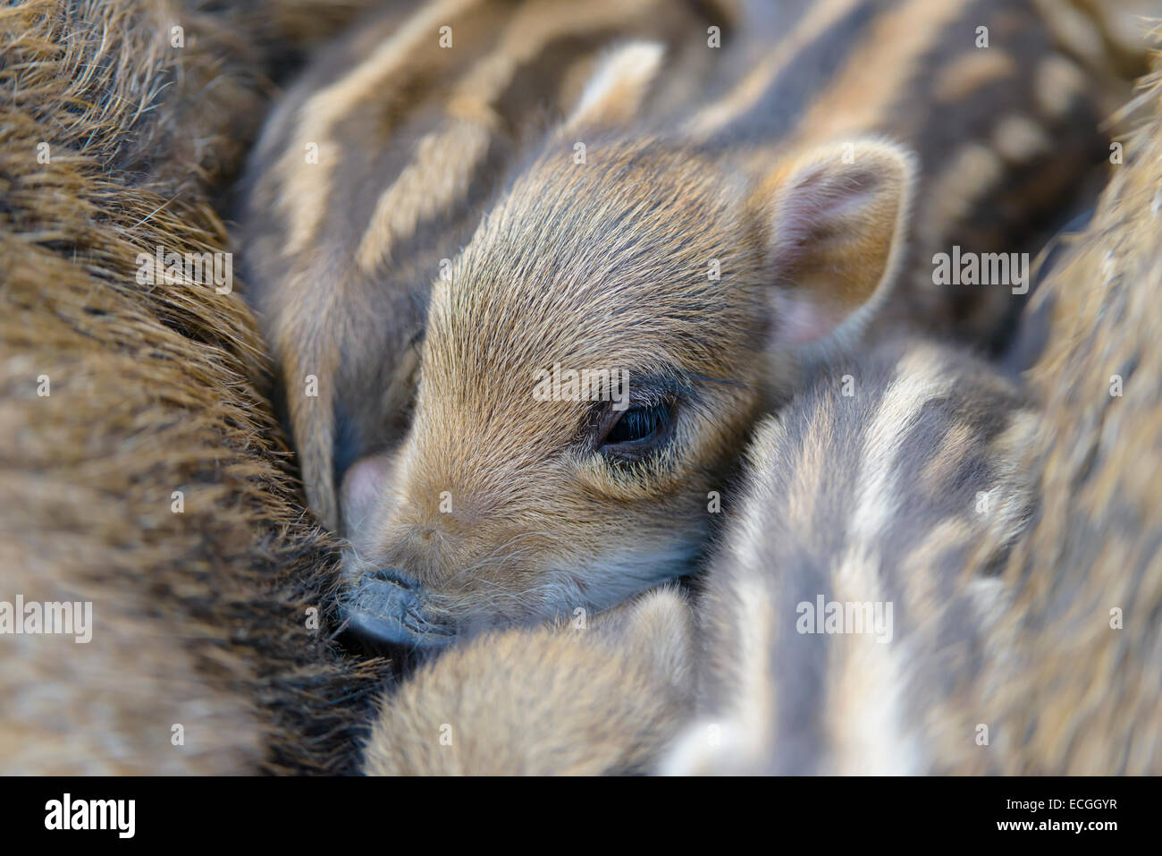 Wildschwein, Sus scrofa, wild boar Stock Photo - Alamy