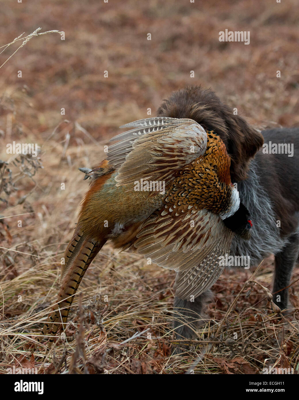 Hunting Dog with a Pheasant Stock Photo - Alamy