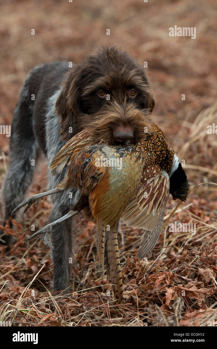 Pheasant Hunting Dog High Resolution Stock Photography and Images - Alamy