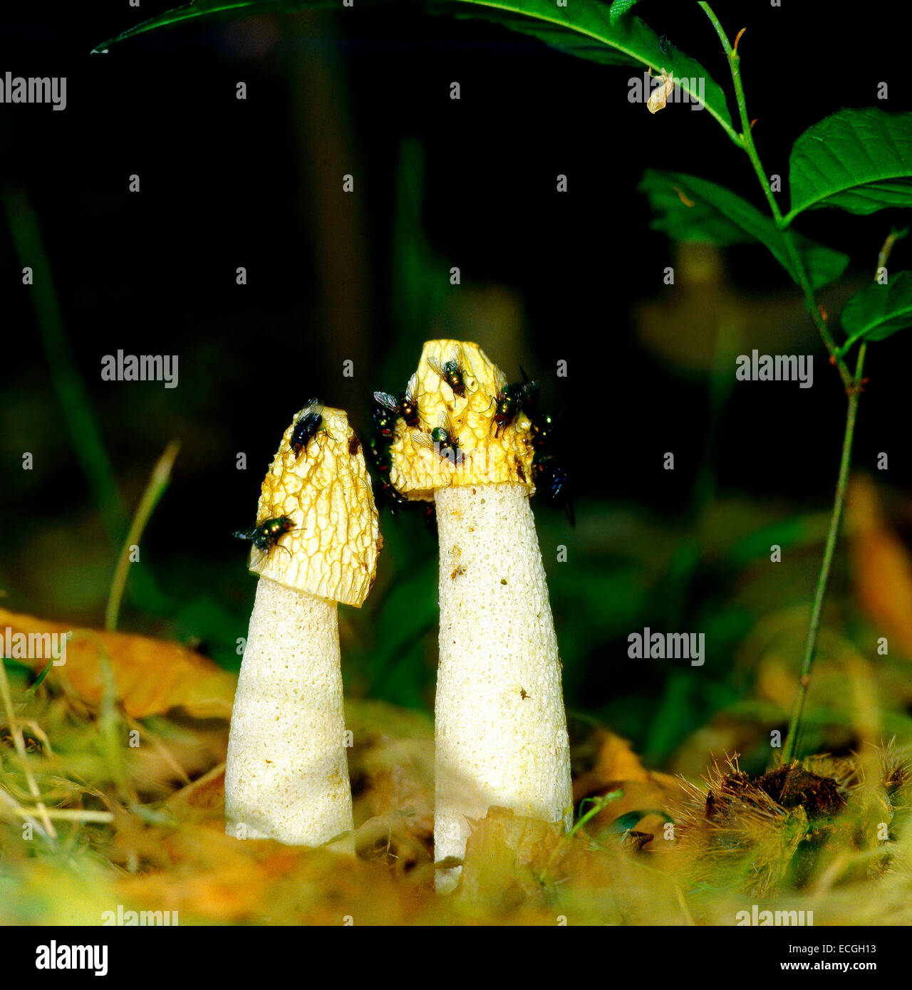 Stinkhorn mushrooms hi-res stock photography and images - Alamy