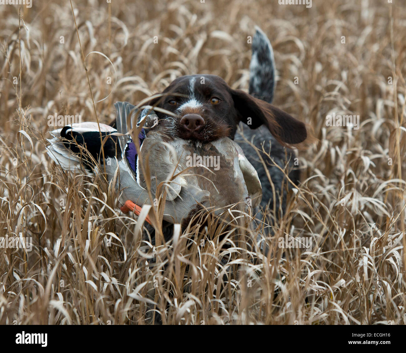 Springer Spaniel Duck Hunting