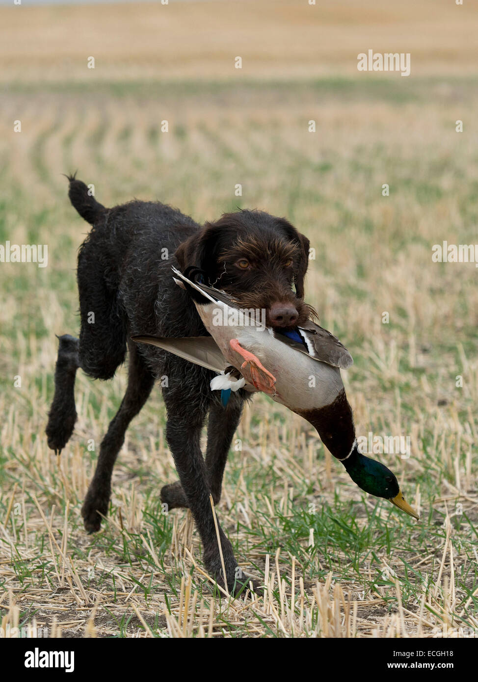 Duck Hunting Dog Stock Photo - Alamy