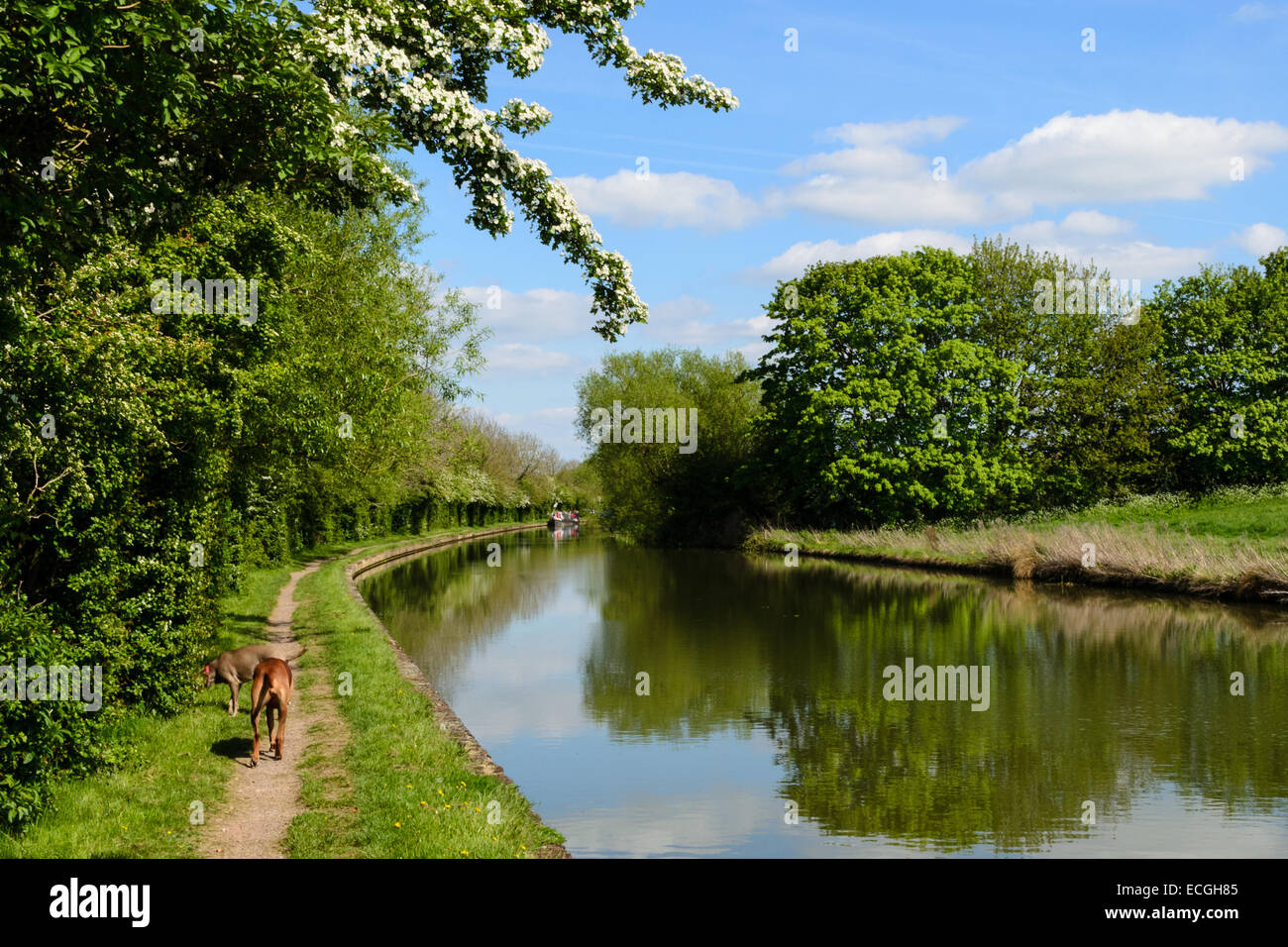 A canal walk in the summer Stock Photo - Alamy