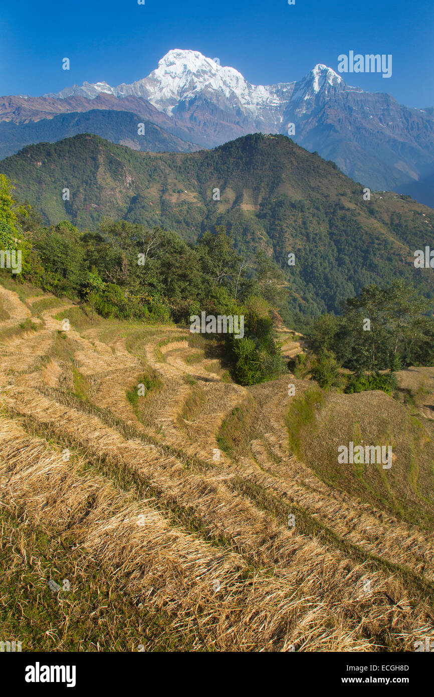 Machhapuchchhre hi-res stock photography and images - Alamy