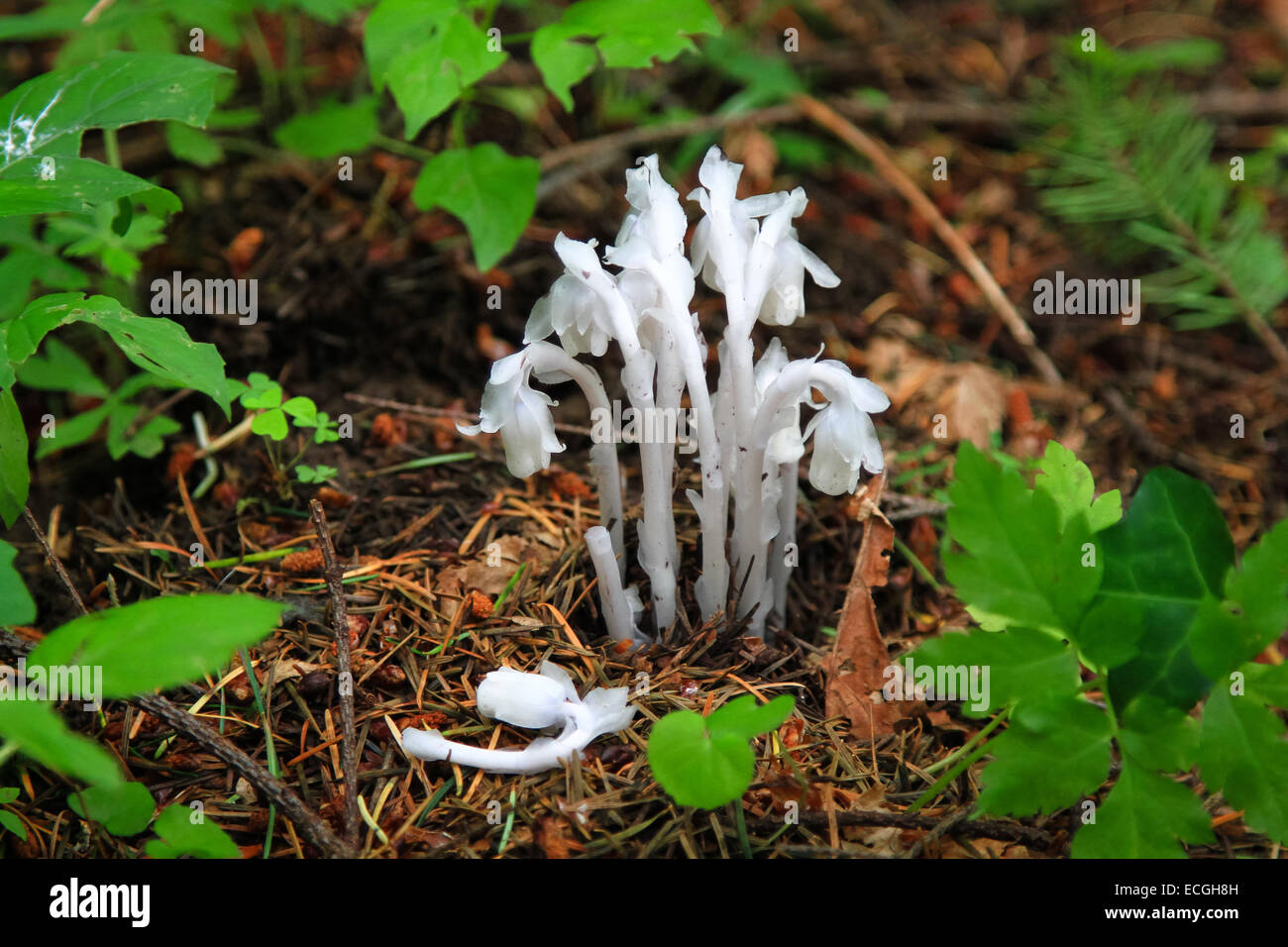 Indian Pipe (Monotropa uniflora), Oregon, USA Stock Photo - Alamy