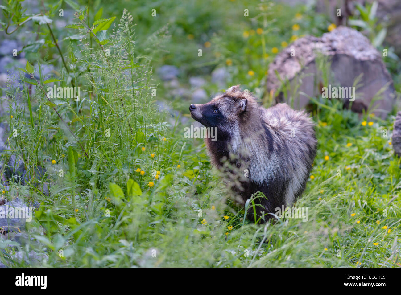 Marderhund enok animal hi-res stock photography and images - Alamy