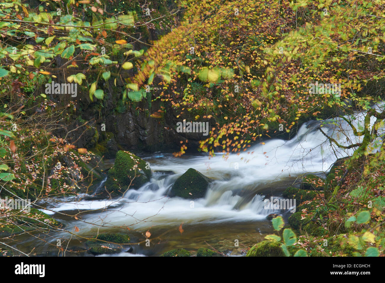 Woodland scene at Stock Ghyll Waterfall during autumn near to Ambleside ...