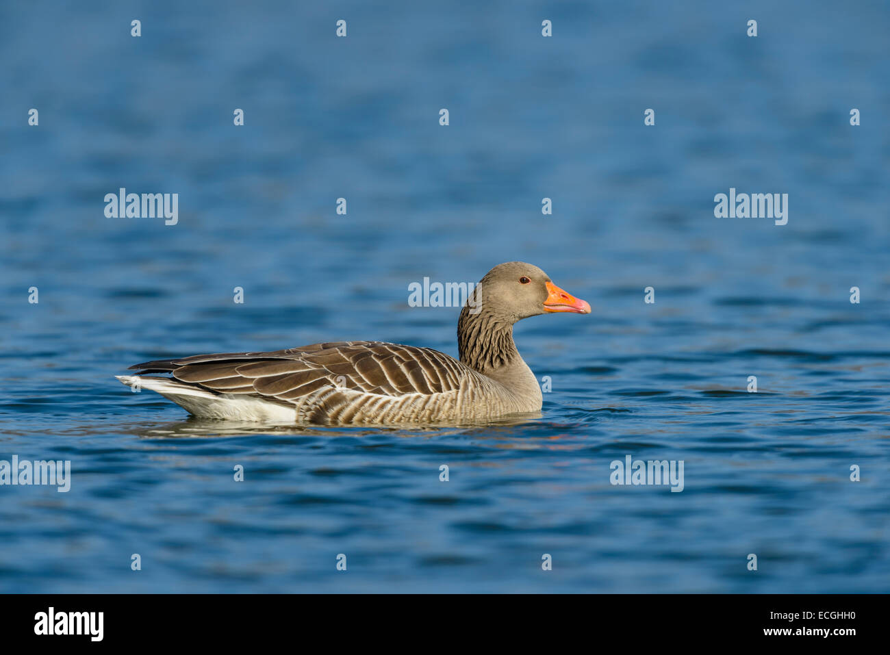 Graugans, Anser anser, Greylag Goose Stock Photo - Alamy