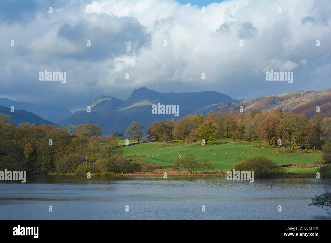 Early autumn at Loughrigg Tarn - Lake District, England, UK Stock Photo ...