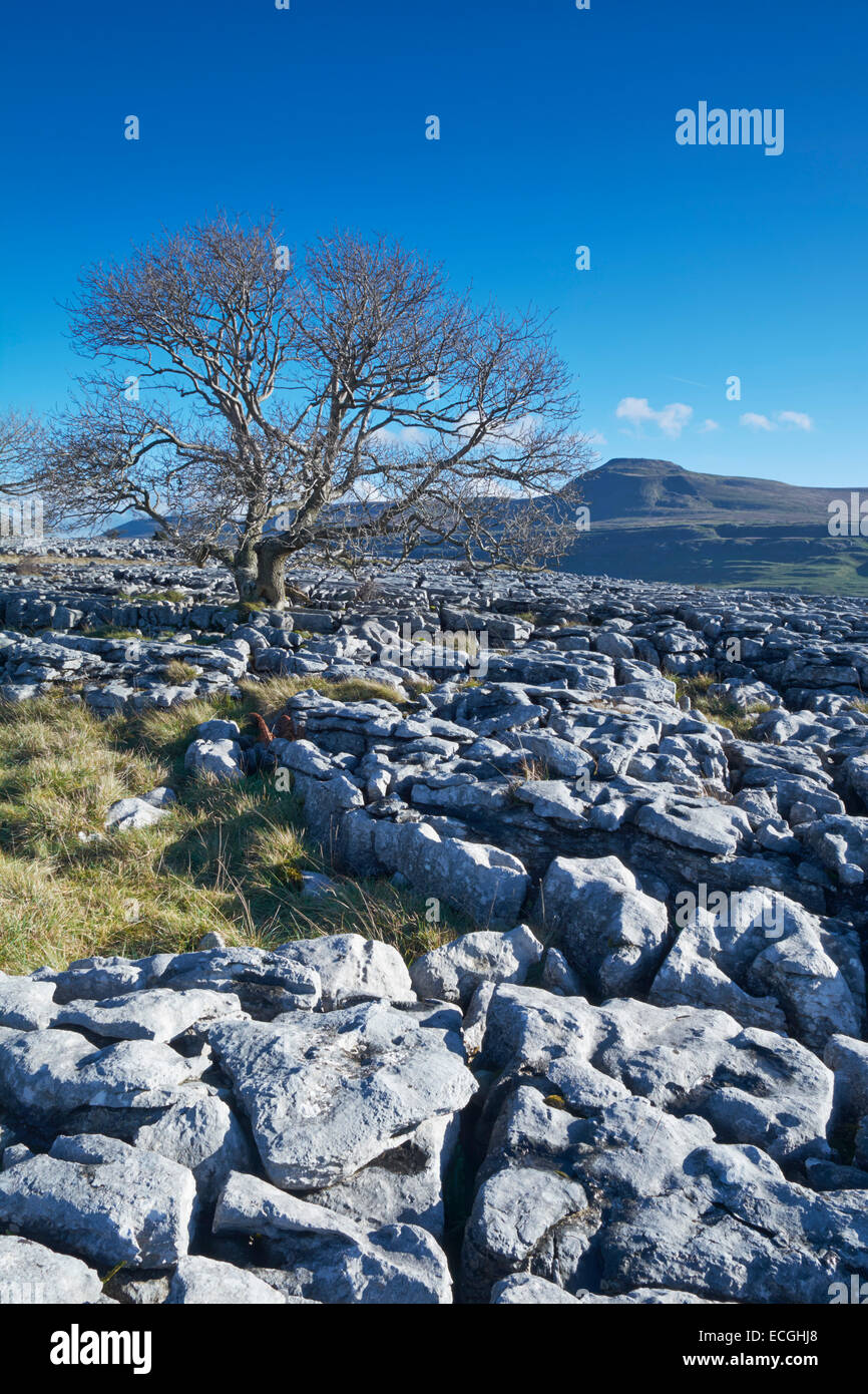 Twisleton scar limestone pavement hi-res stock photography and images ...