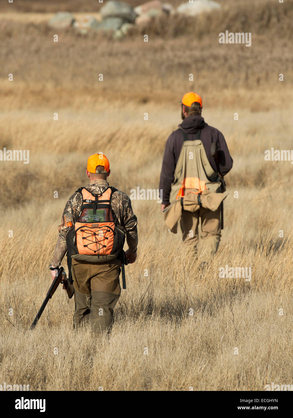 Pair of Hunters Stock Photo - Alamy