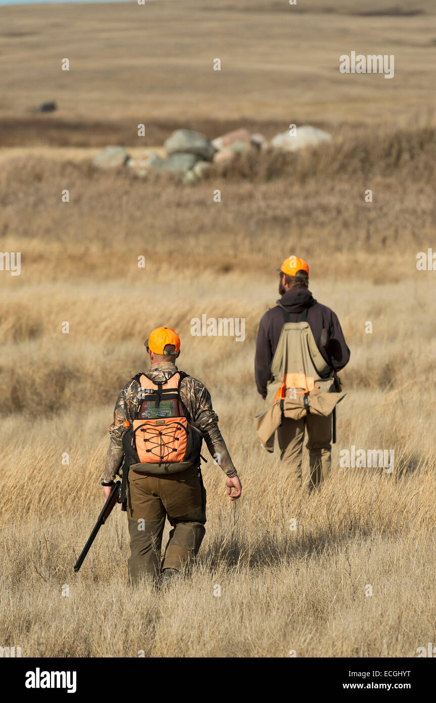 Pair of Hunters Stock Photo - Alamy