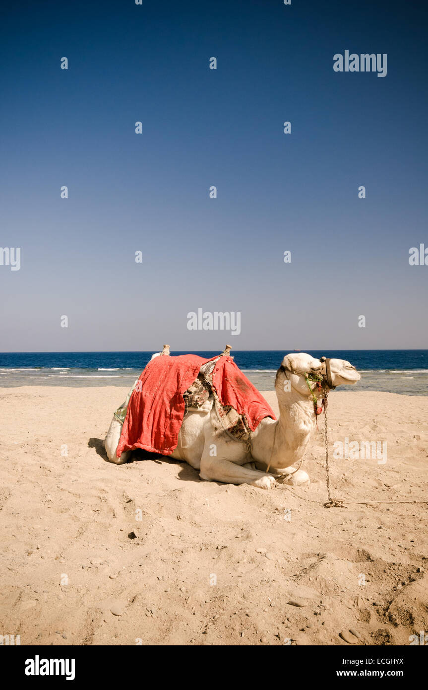 Camel lying beach hi-res stock photography and images - Alamy