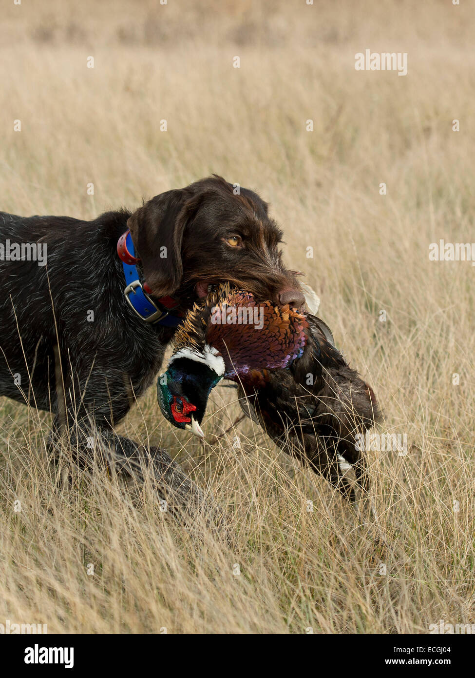 Pheasant hunting dog hi-res stock photography and images - Alamy