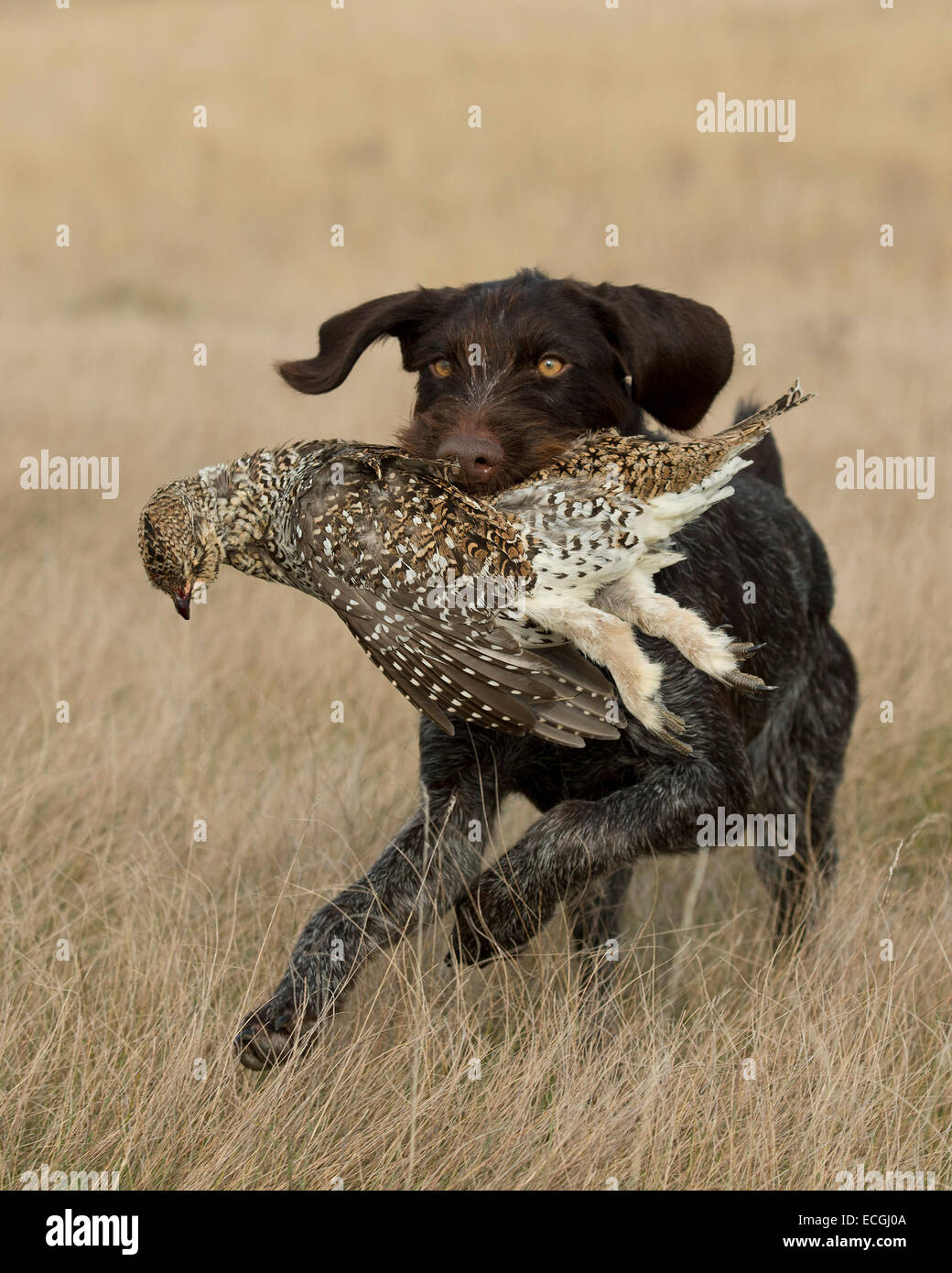 Sharptailed Grouse Hunting Stock Photo - Alamy