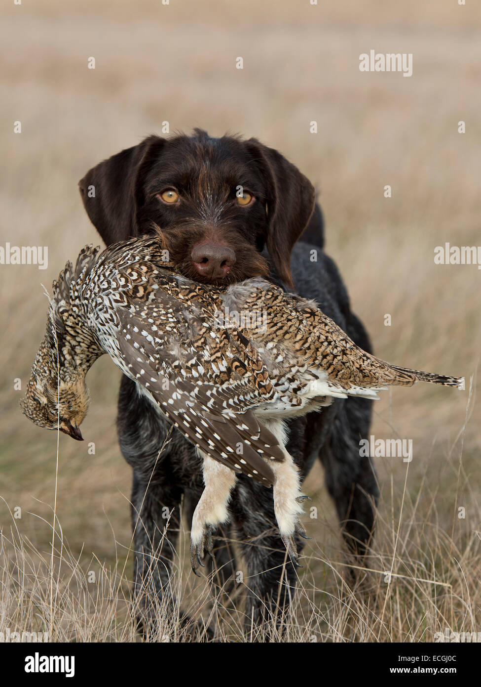 Sharptailed Grouse Hunting Stock Photo - Alamy