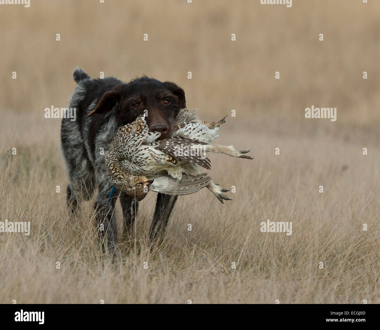 Sharp=tailed hi-res stock photography and images - Alamy