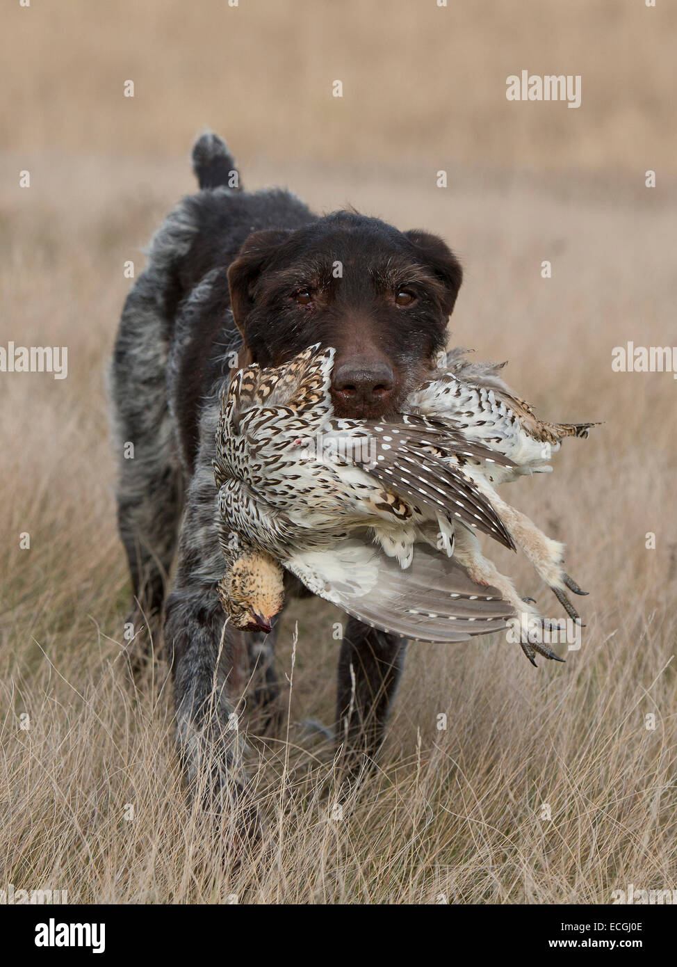 Sharptailed Grouse Hunting Stock Photo - Alamy