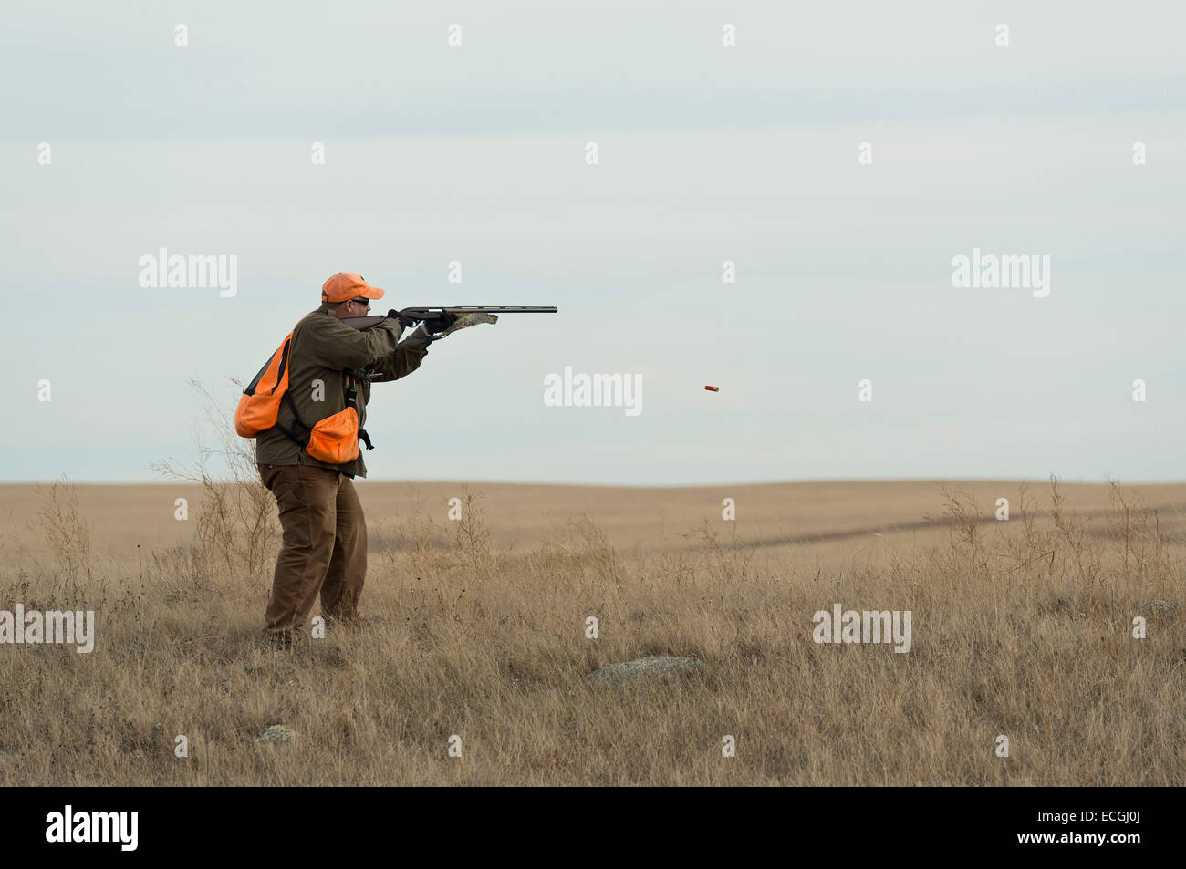 Pheasant Hunter Stock Photos & Pheasant Hunter Stock Images - Alamy