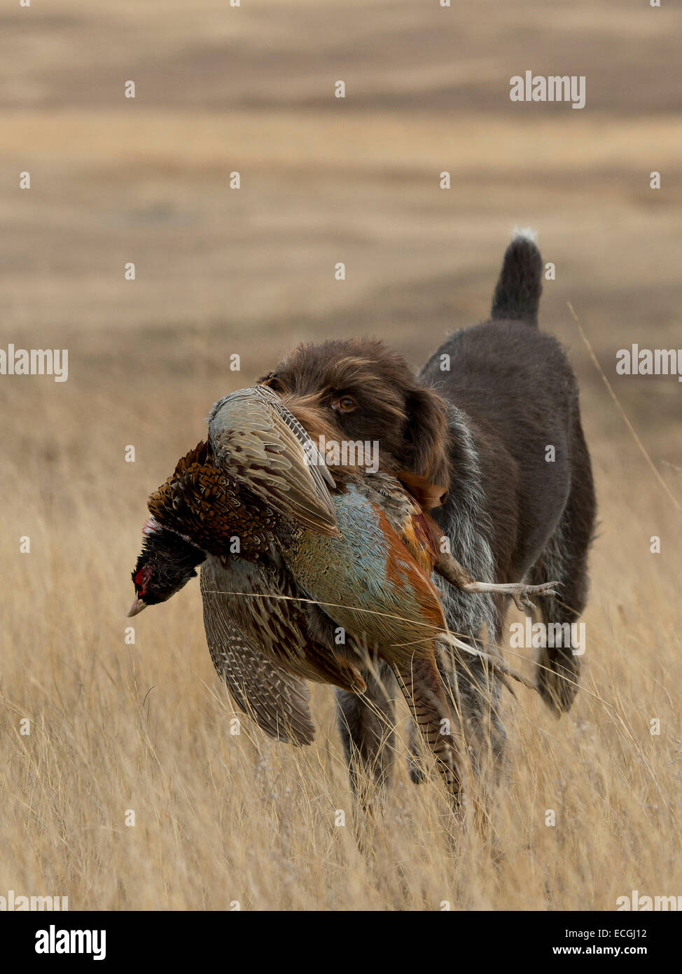 A hunting dog with a Rooster Pheasant Stock Photo - Alamy