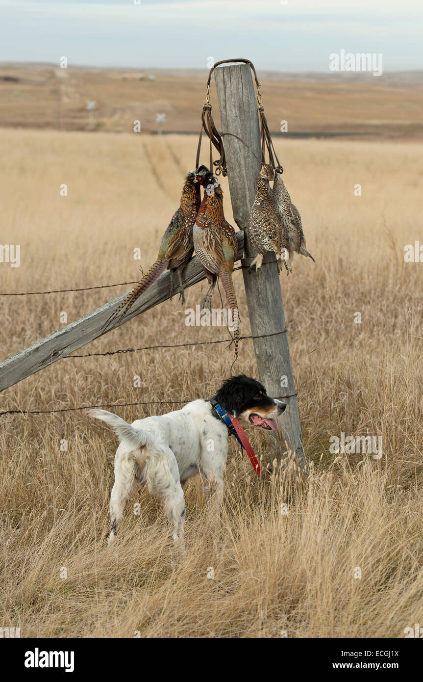 An English Setter out hunting Stock Photo - Alamy