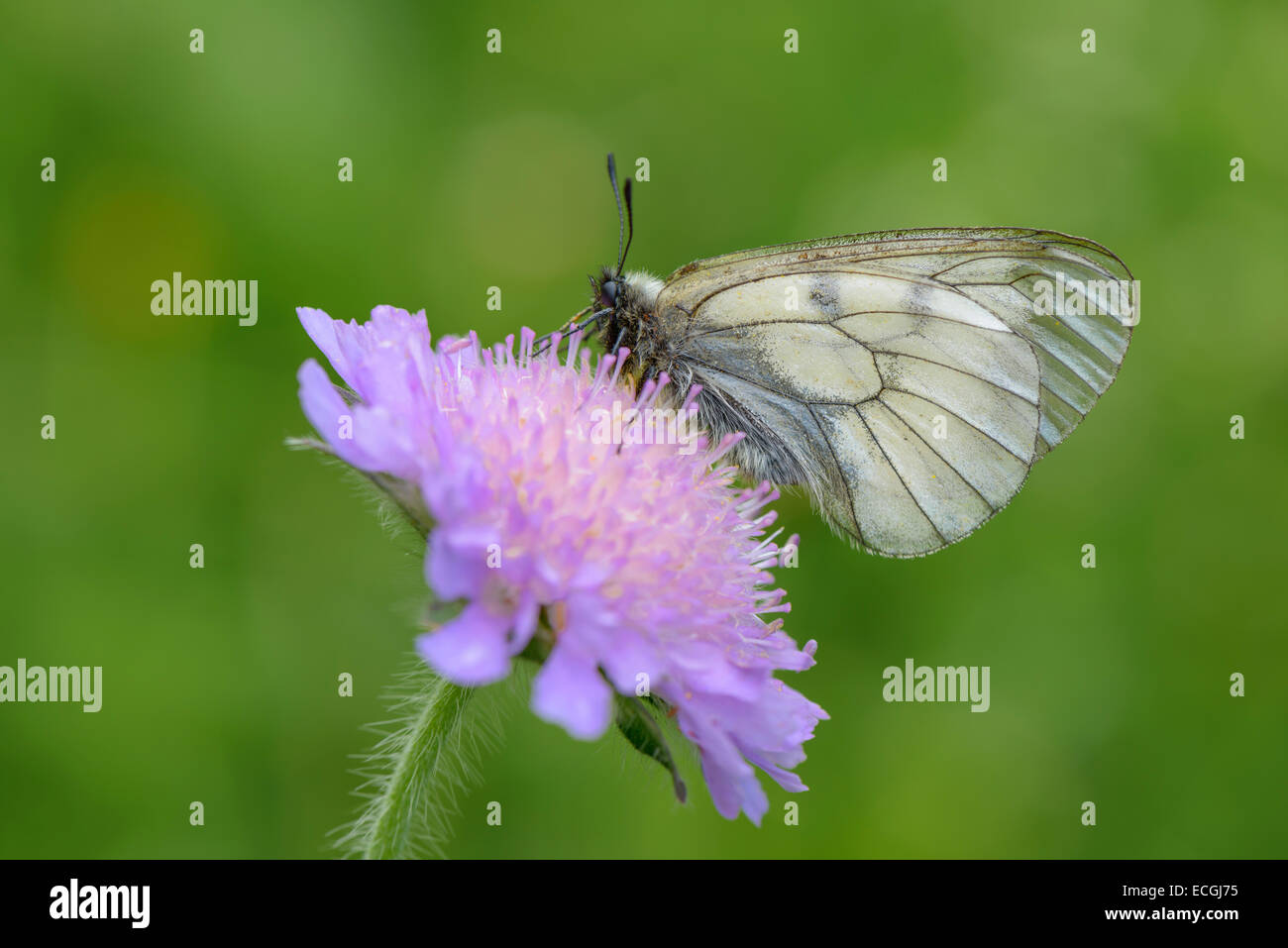 Maennlicher Schwarzer Apollo, Parnassius mnemosyne ssp. hassicus , Male ...