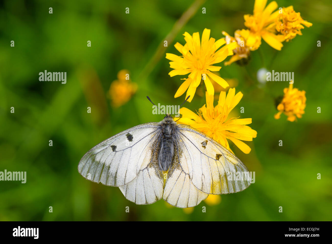 Maennlicher schwarzer apollo parnassius mnemosyne hi-res stock ...