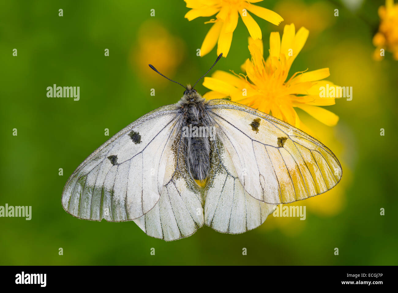 Maennlicher Schwarzer Apollo, Parnassius mnemosyne ssp. hassicus , Male ...