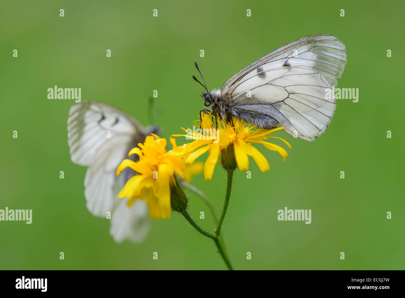 Maennlicher Schwarzer Apollo, Parnassius mnemosyne ssp. hassicus , Male ...